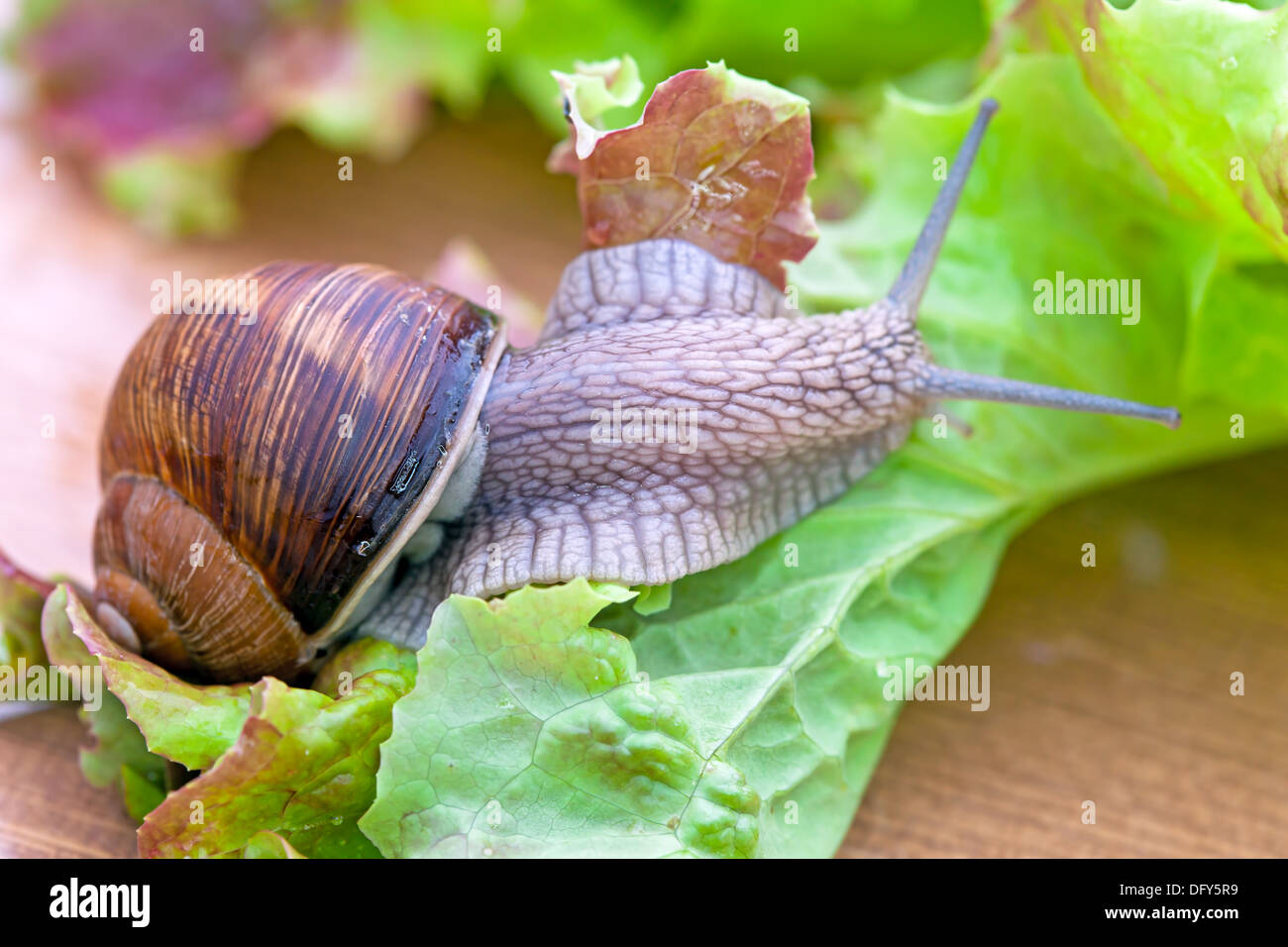 Close up slow motion rain hi-res stock photography and images - Alamy