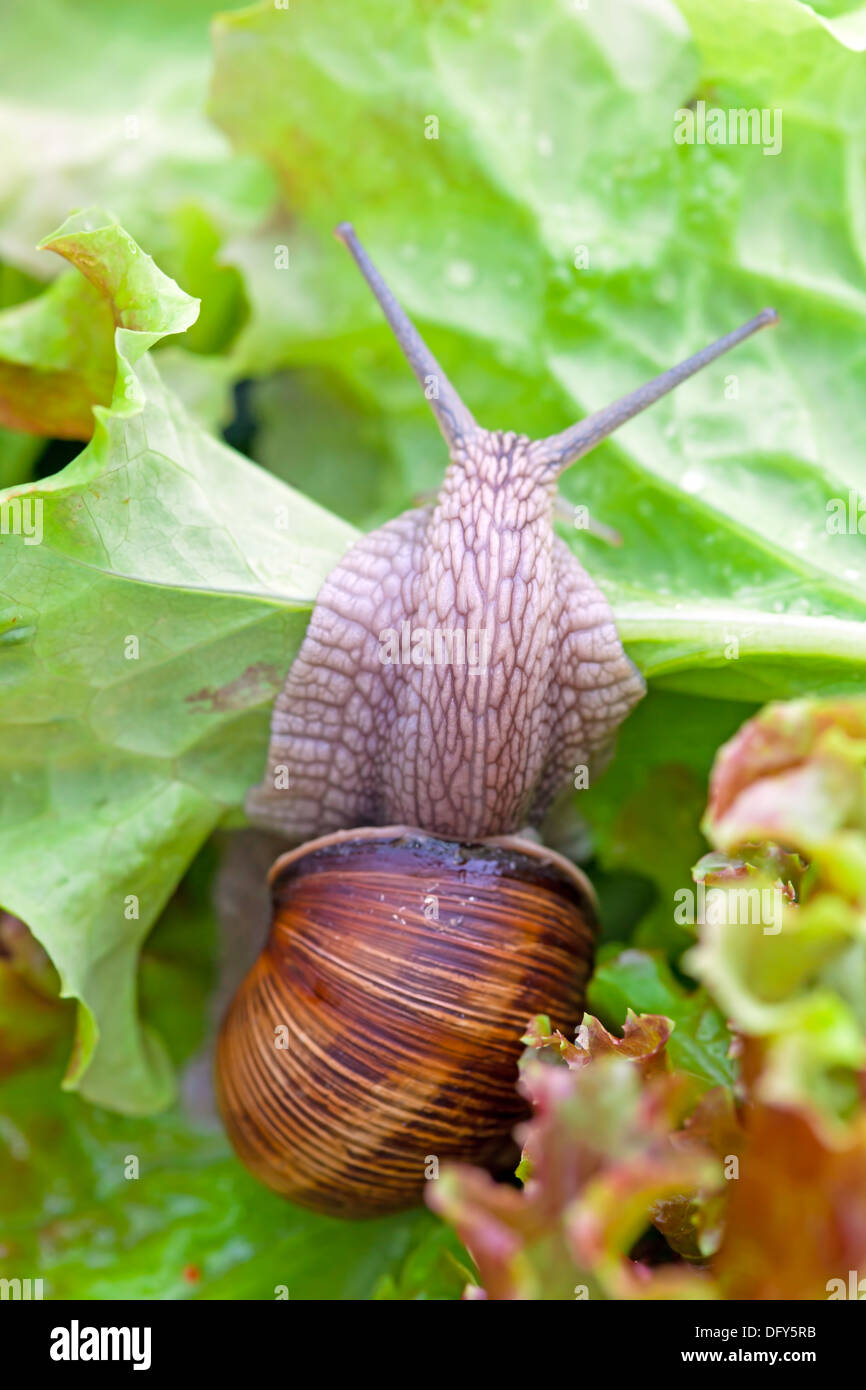 Snails after a rain on wet leaves close up Stock Photo - Alamy