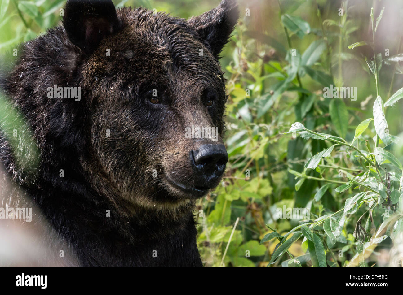 Five Sisters Zoo, Polbeth, Scotland - Brown Bear, European, rescued ...