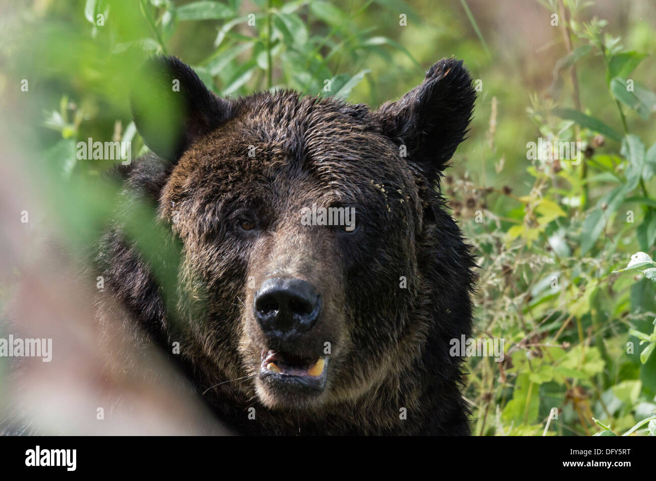 Five Sisters Zoo, Polbeth, Scotland - Brown Bear, European, rescued ...