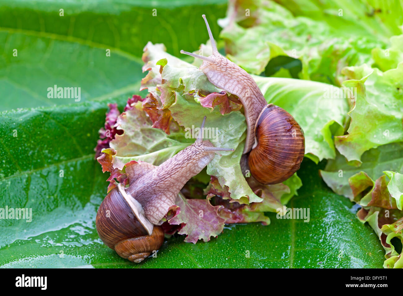 Close up slow motion rain hi-res stock photography and images - Alamy