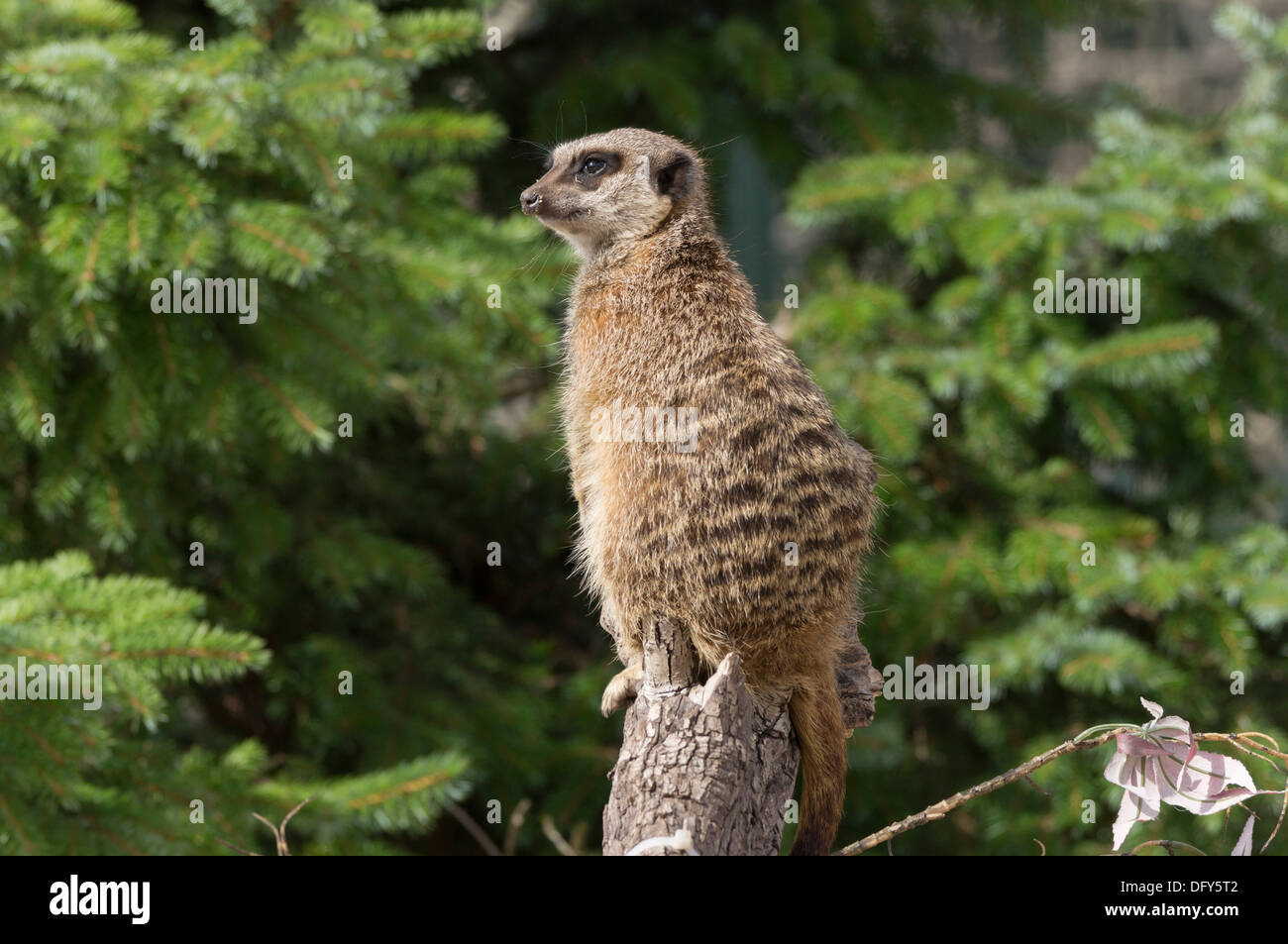 Five Sisters Zoo, Polbeth, Scotland - Meerkat Stock Photo - Alamy