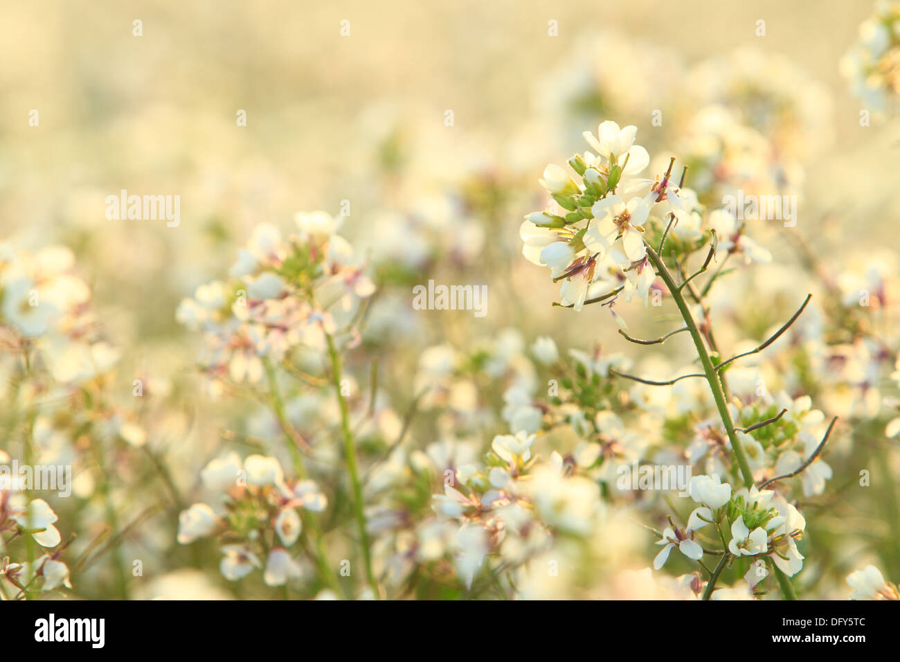 Crucifers hi-res stock photography and images - Alamy