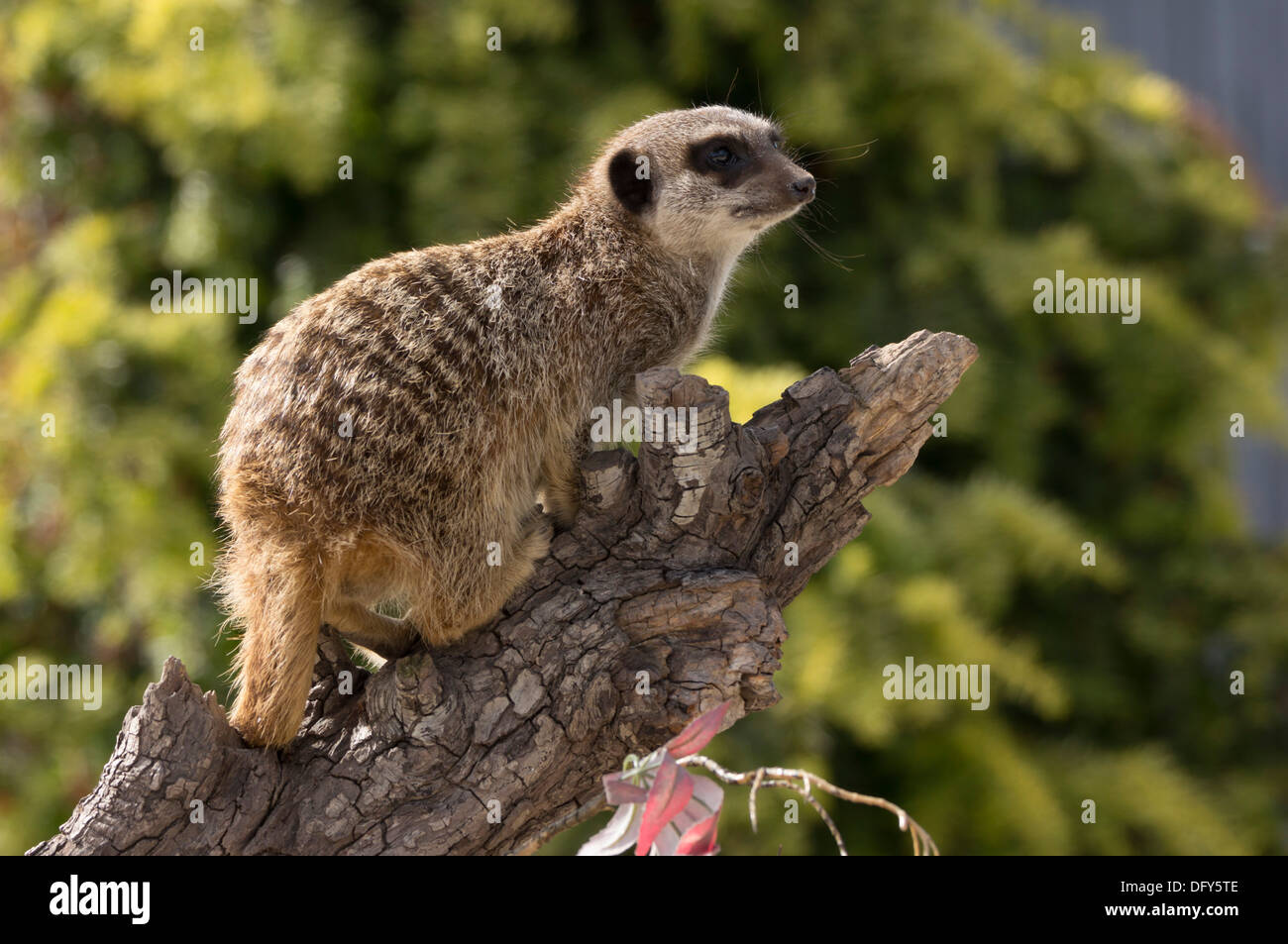 Five Sisters Zoo, Polbeth, Scotland - Meerkat Stock Photo - Alamy