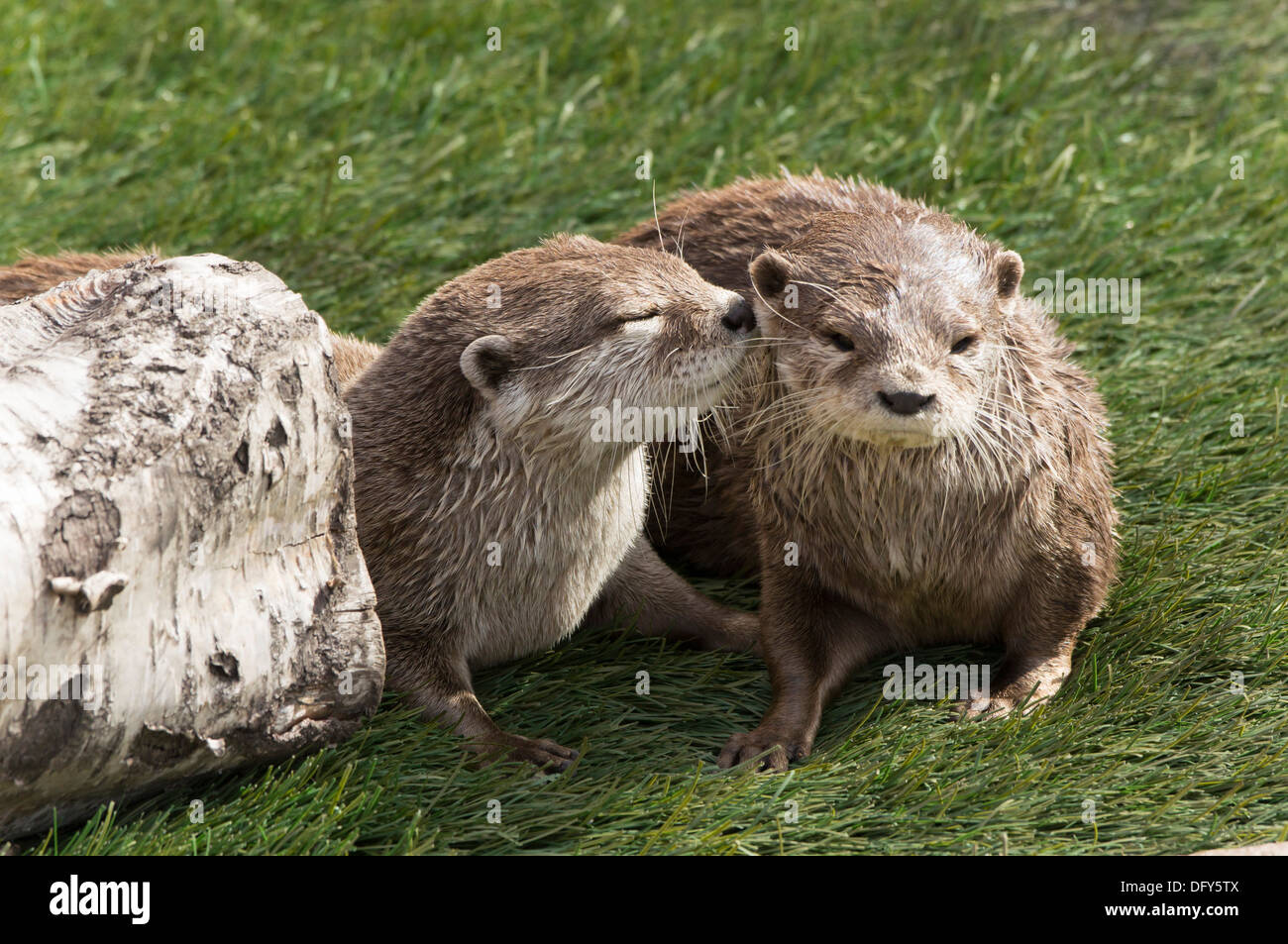 Five Sisters Zoo, Polbeth, Scotland - Oriental Small-Claw Otters Stock ...