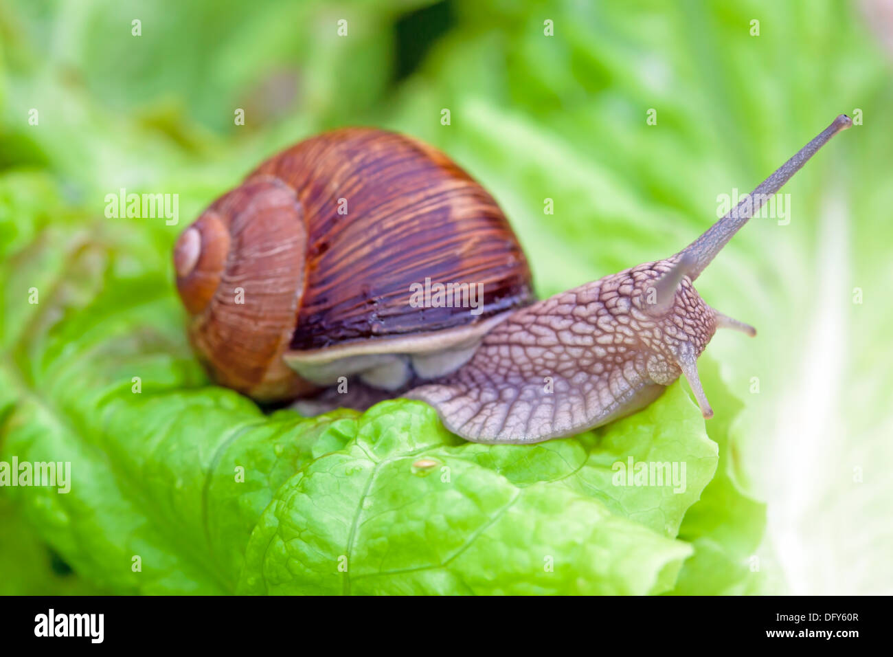 Snails after a rain on wet leaves close up Stock Photo - Alamy