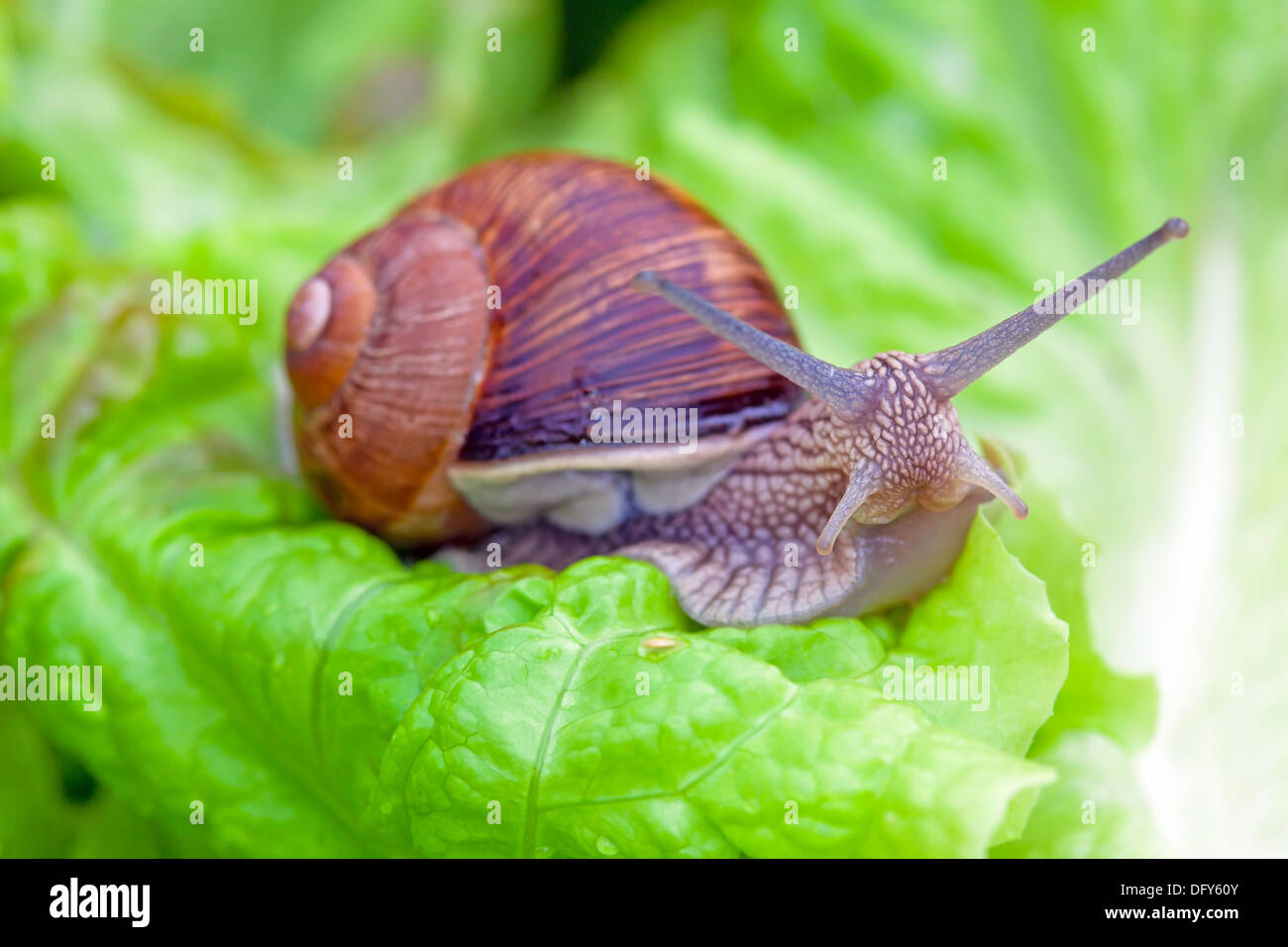 Snails after a rain on wet leaves close up Stock Photo - Alamy