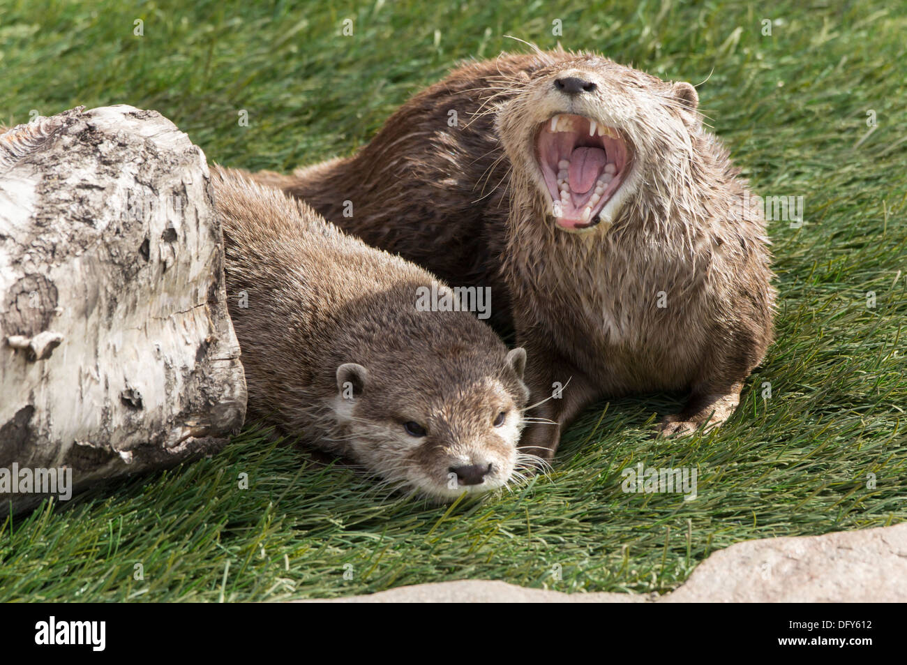 Five Sisters Zoo, Polbeth, Scotland - Oriental Small-Claw Otters Stock ...