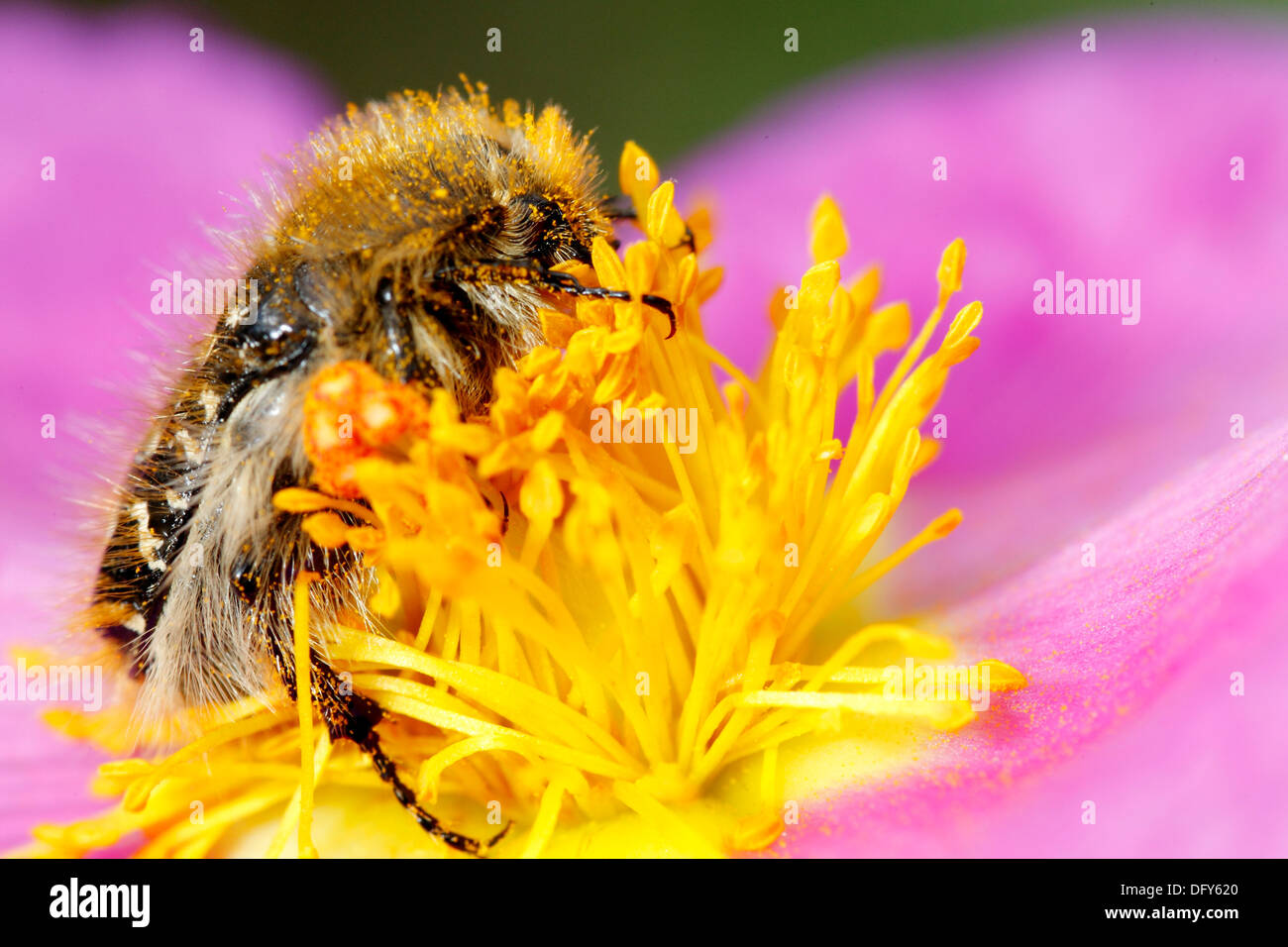 Bumblebee Profile High Resolution Stock Photography and Images - Alamy