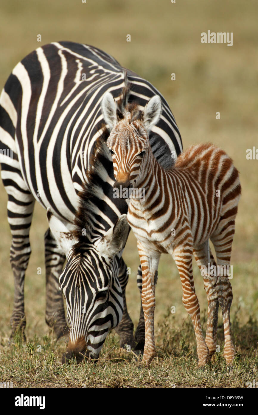 Mum son not child hi-res stock photography and images - Alamy