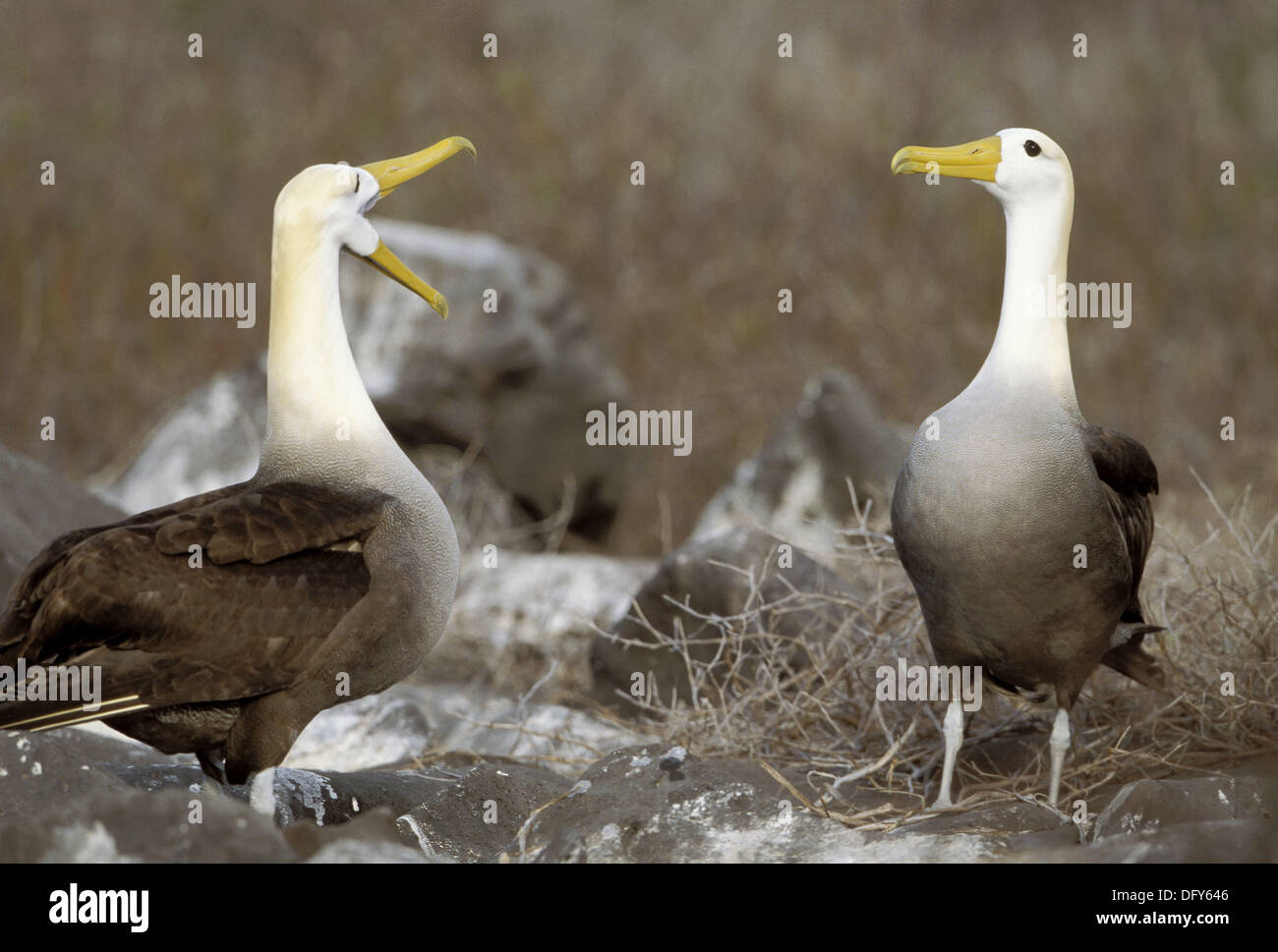 Diomedea melanophrys impavida hi-res stock photography and images - Alamy