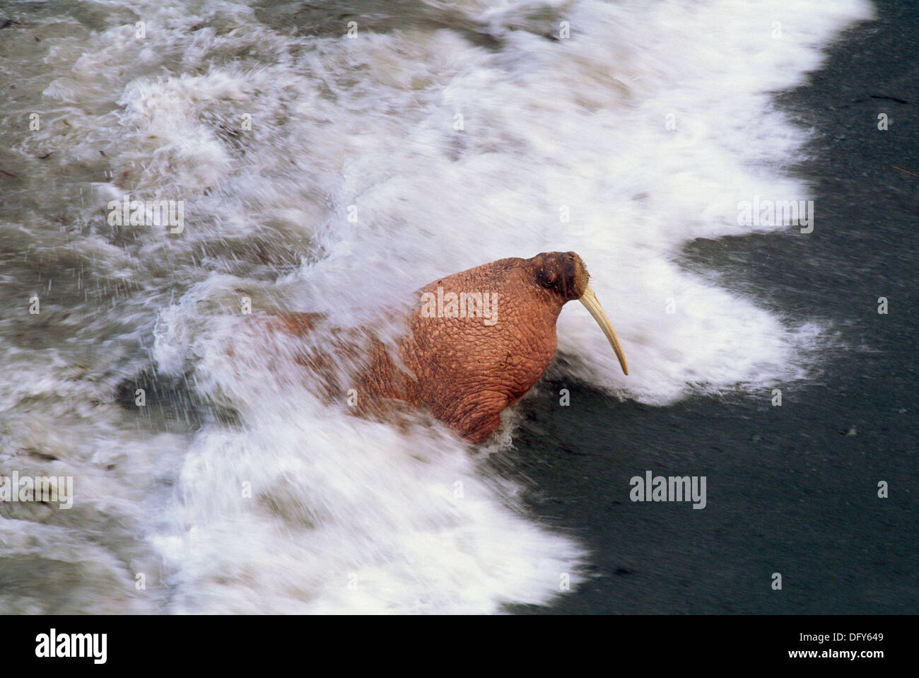 Alaska walrus beach hi-res stock photography and images - Alamy