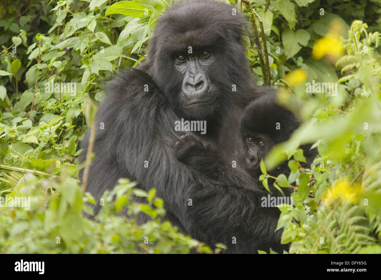 Africa, Rwanda, Virunga Volcanoes NP, Mountain gorilla (Gorilla gorilla ...