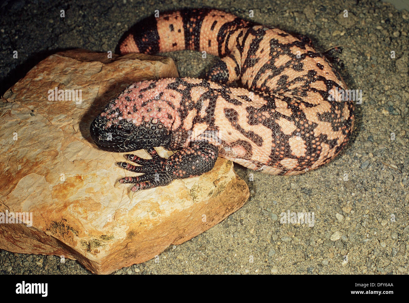 Heloderma High Resolution Stock Photography and Images - Alamy