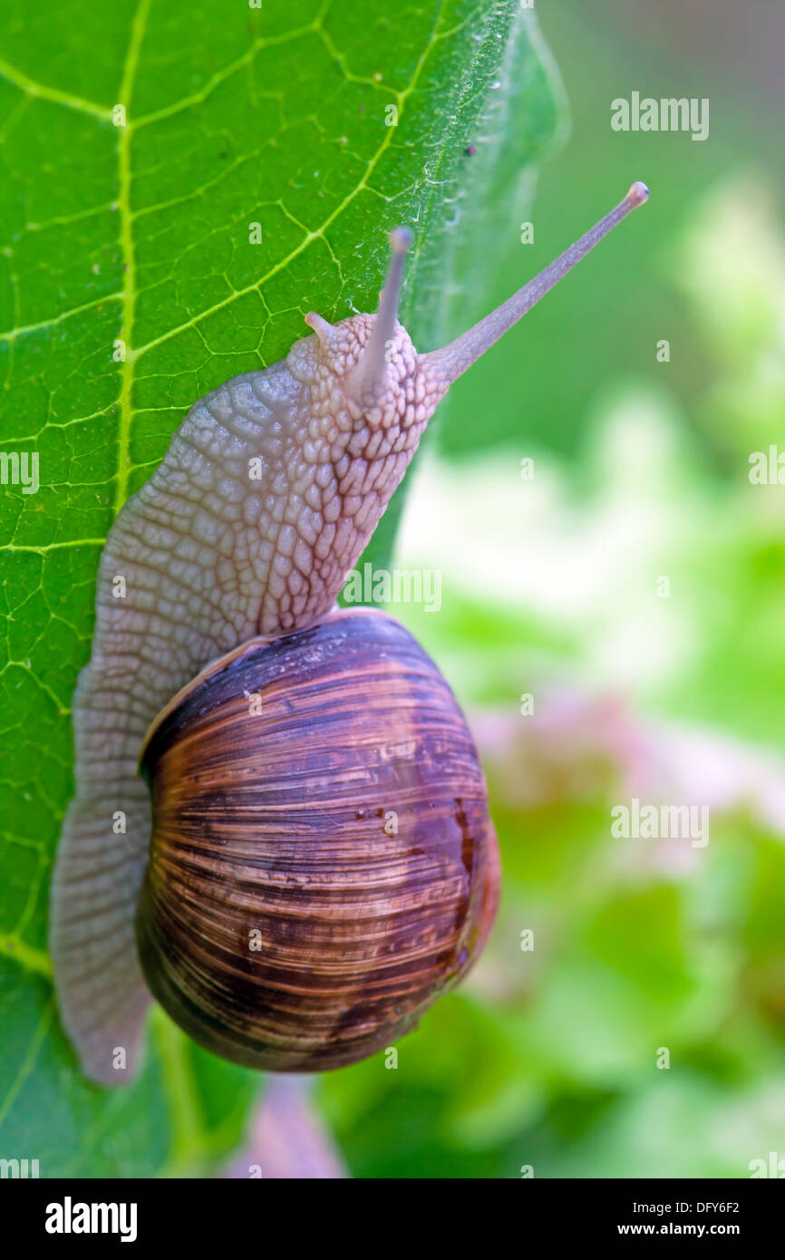 Snails after a rain on wet leaves close up Stock Photo - Alamy