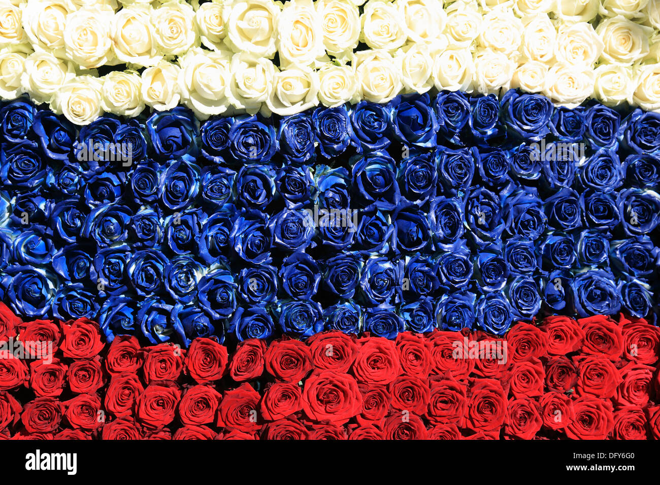 The Russian flag from rose flowers of different color Stock Photo - Alamy