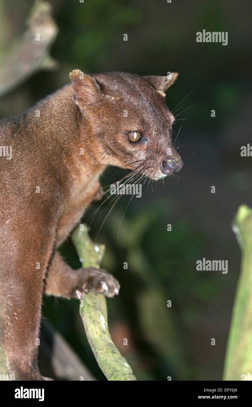 Fossa captive hi-res stock photography and images - Alamy