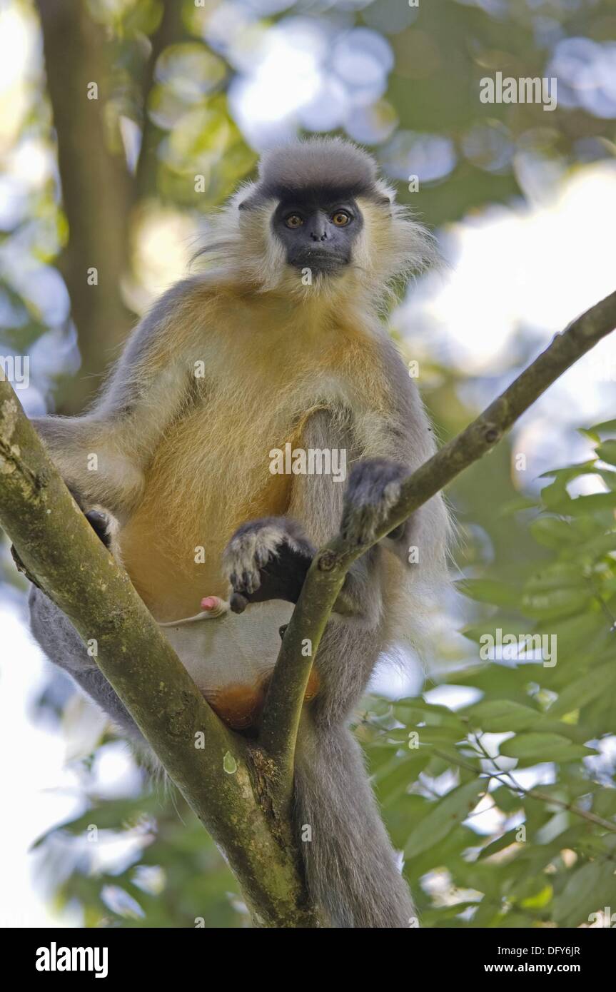 Capped langur hi-res stock photography and images - Alamy
