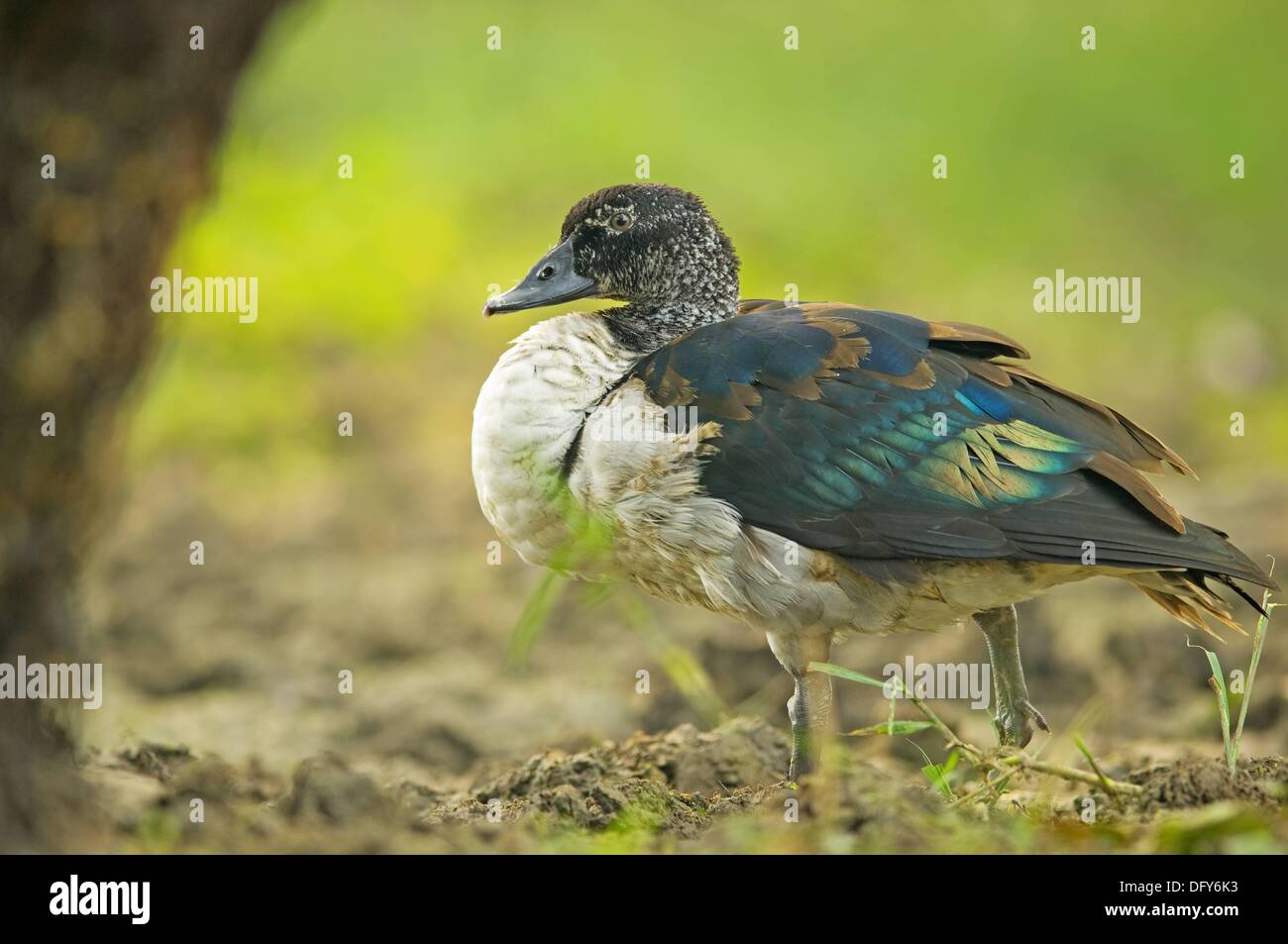 Comb duck standing on one leg Stock Photo - Alamy