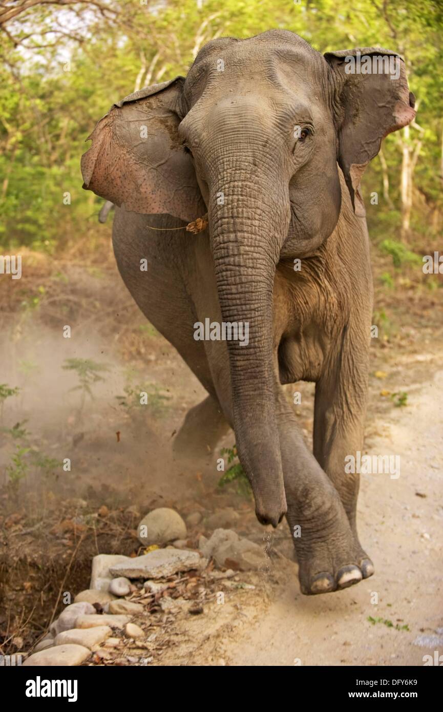 Asian elephant charge hi-res stock photography and images - Alamy