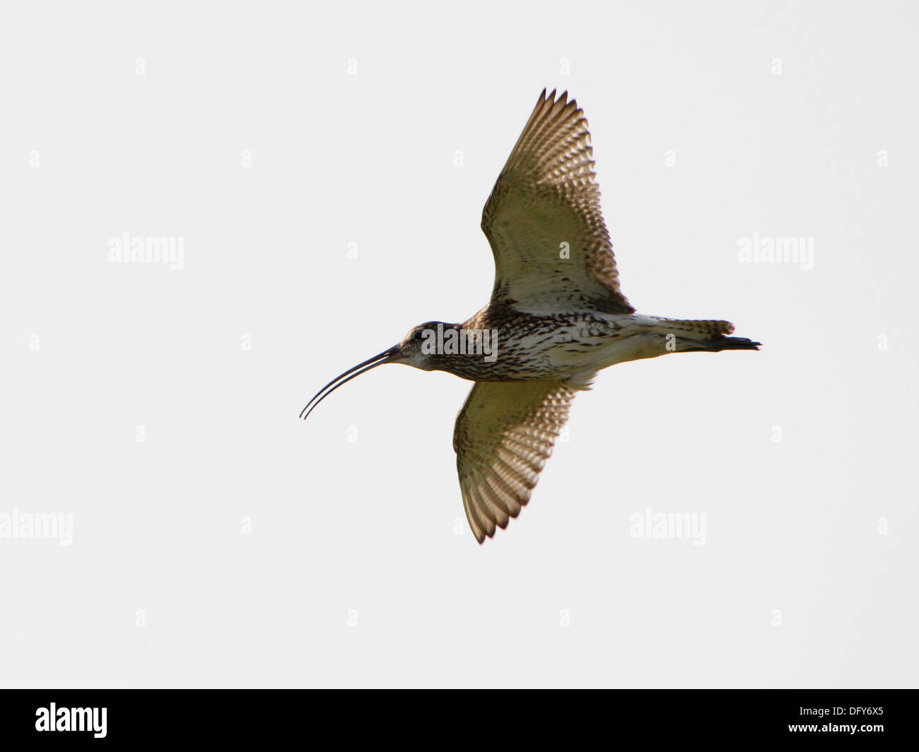 Eurasian curlew zarapito real hi-res stock photography and images - Alamy