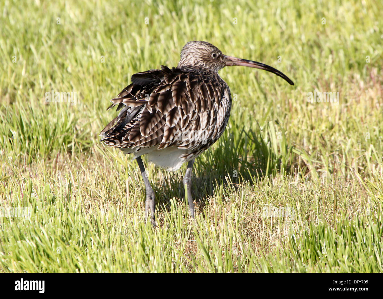 Eurasian Curlew (Numenius arquata Stock Photo - Alamy