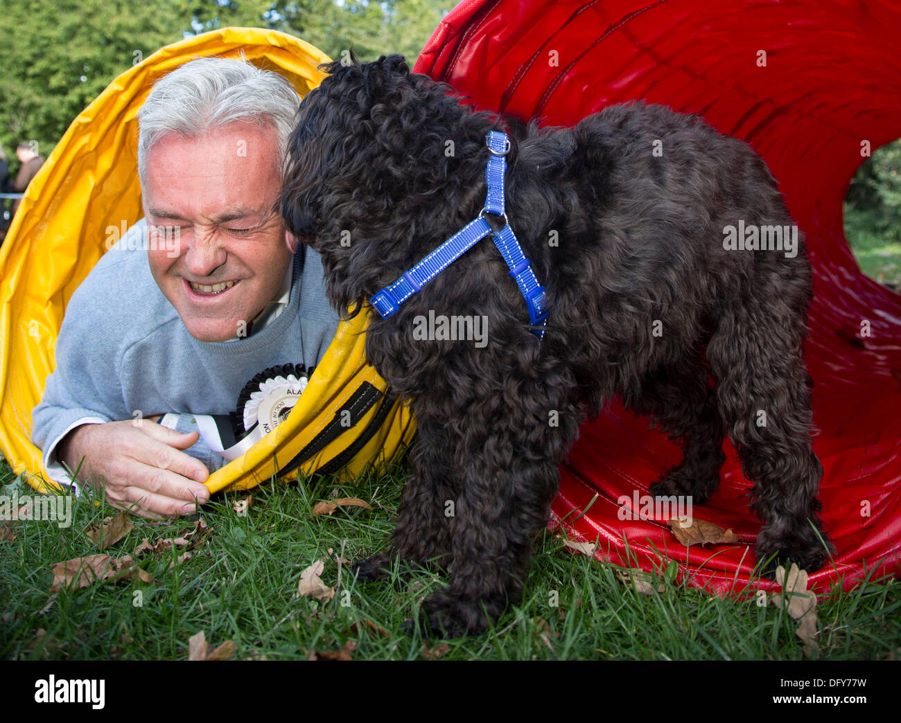 Cocker spaniel poodle cross hi-res stock photography and images - Alamy
