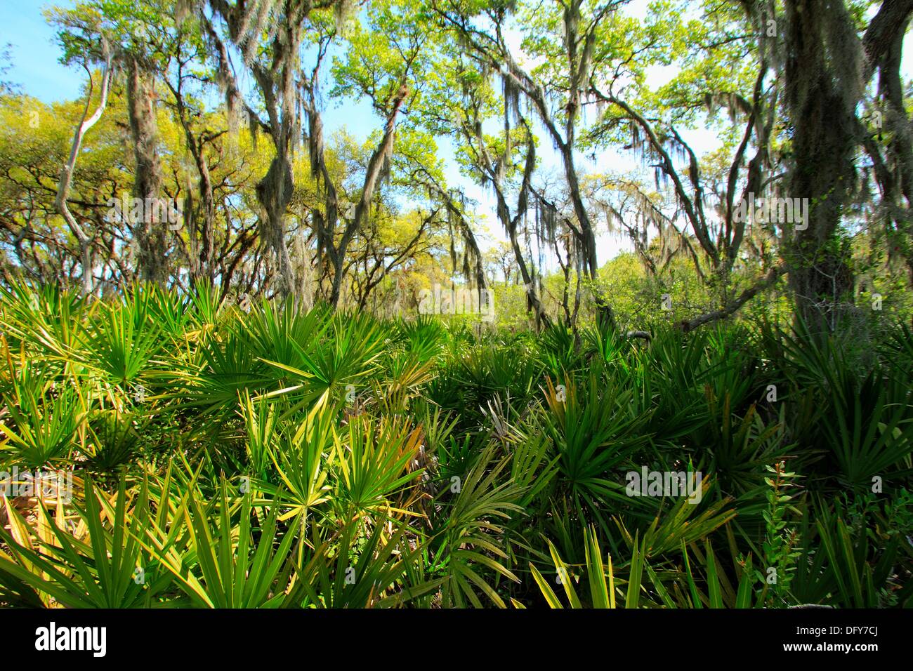 Scrub palmetto hi-res stock photography and images - Alamy