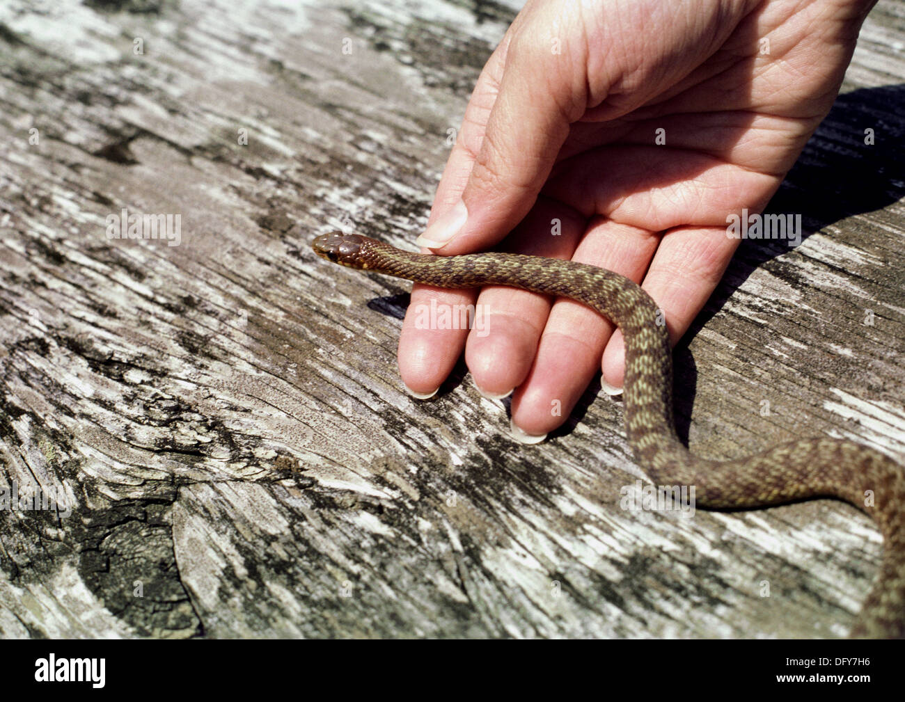 Hand holding snake hi-res stock photography and images - Alamy