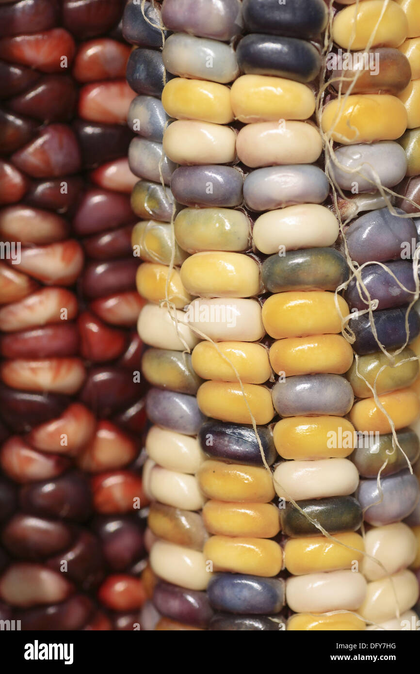 Native Indian Corn High Resolution Stock Photography and Images - Alamy