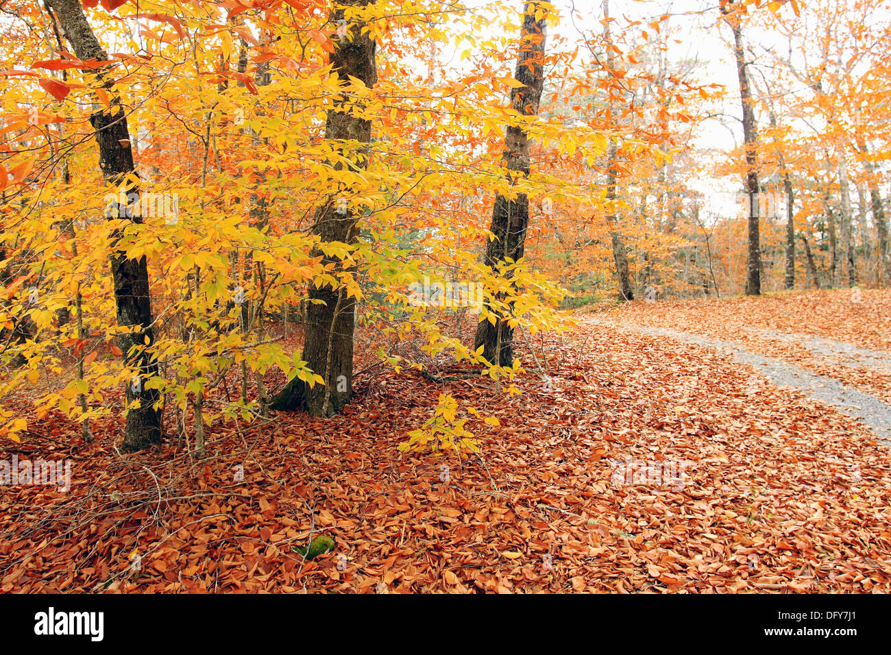 Fallen beech tree leaves in an autumn scene beside a road in Canada ...