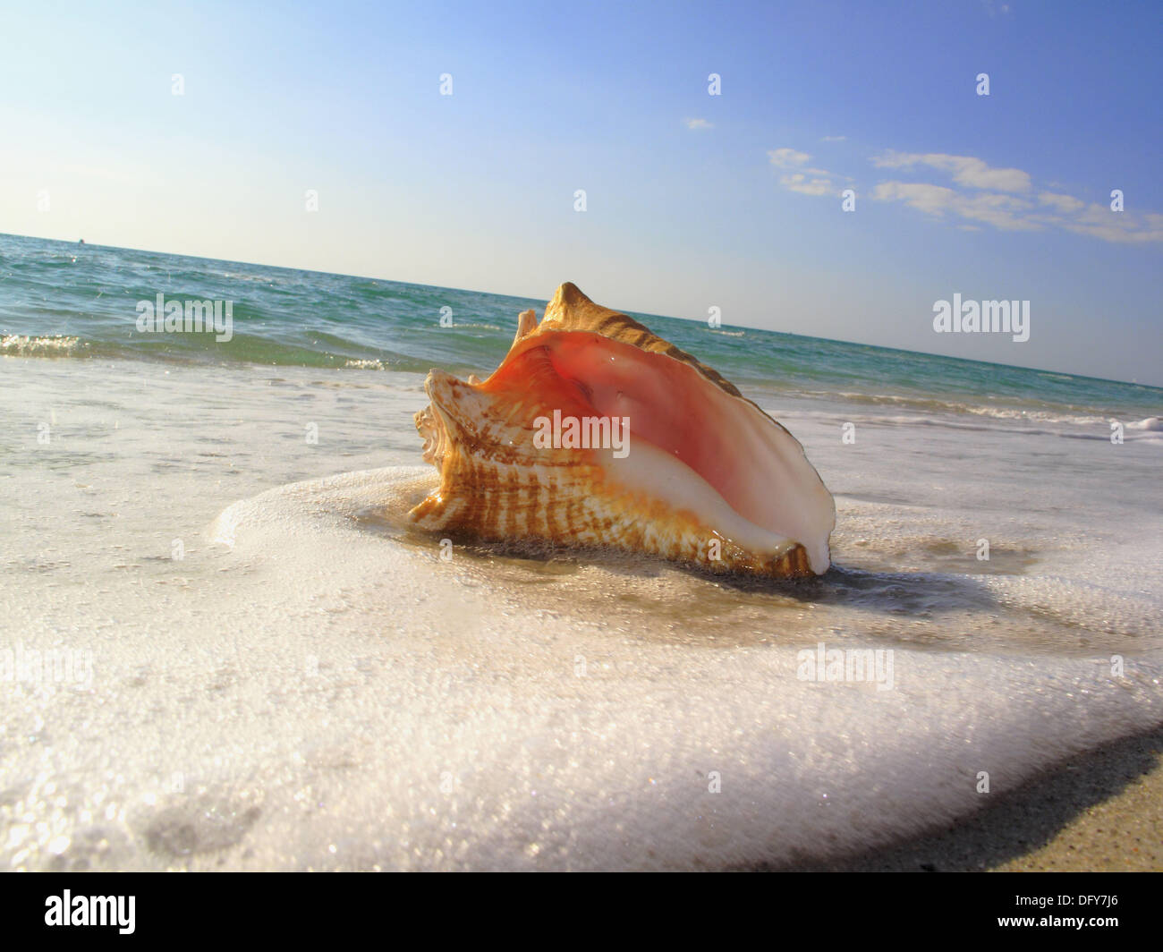 Conch Shell In Water High Resolution Stock Photography and Images - Alamy
