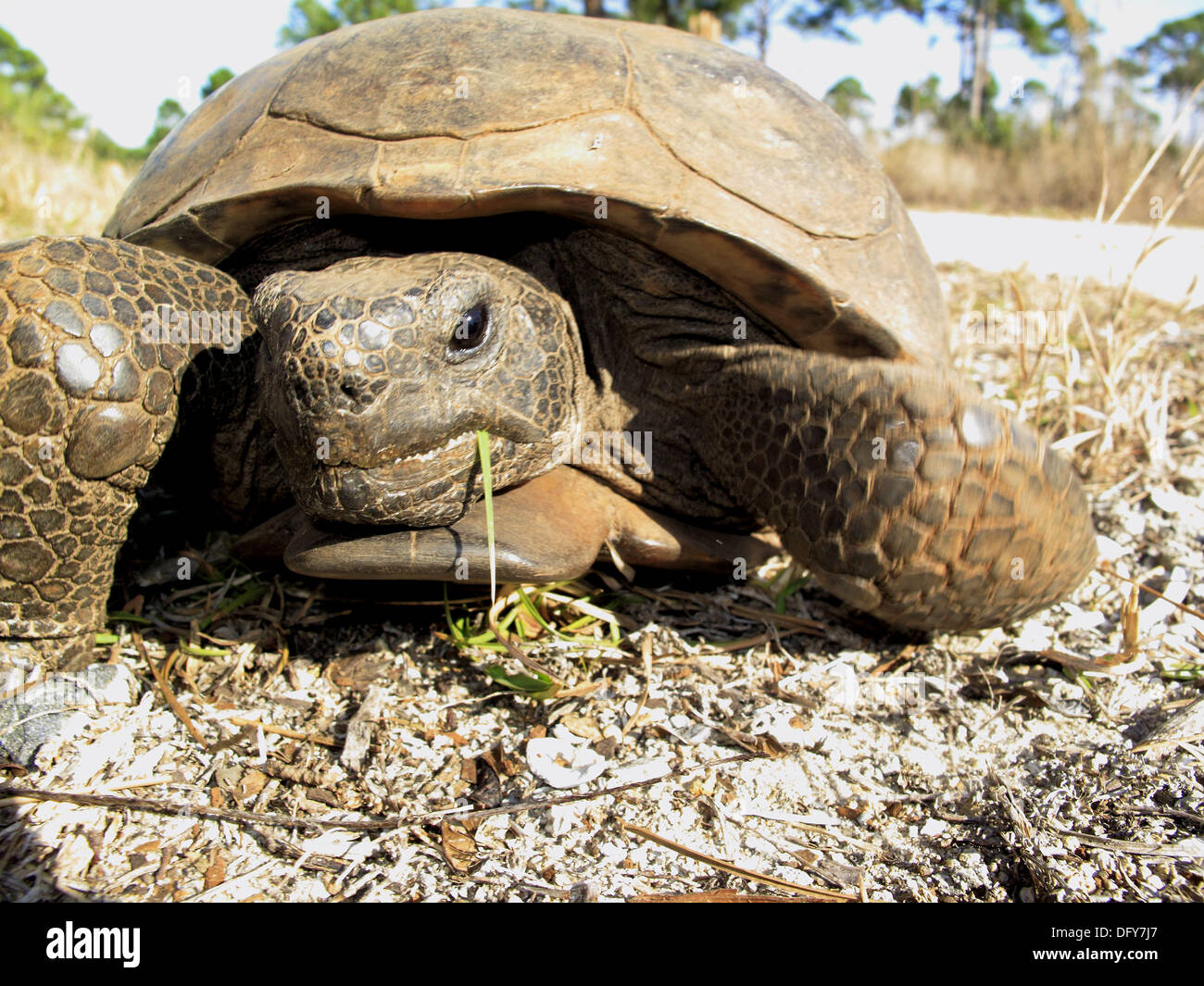 Tortoise in shell hi-res stock photography and images - Alamy