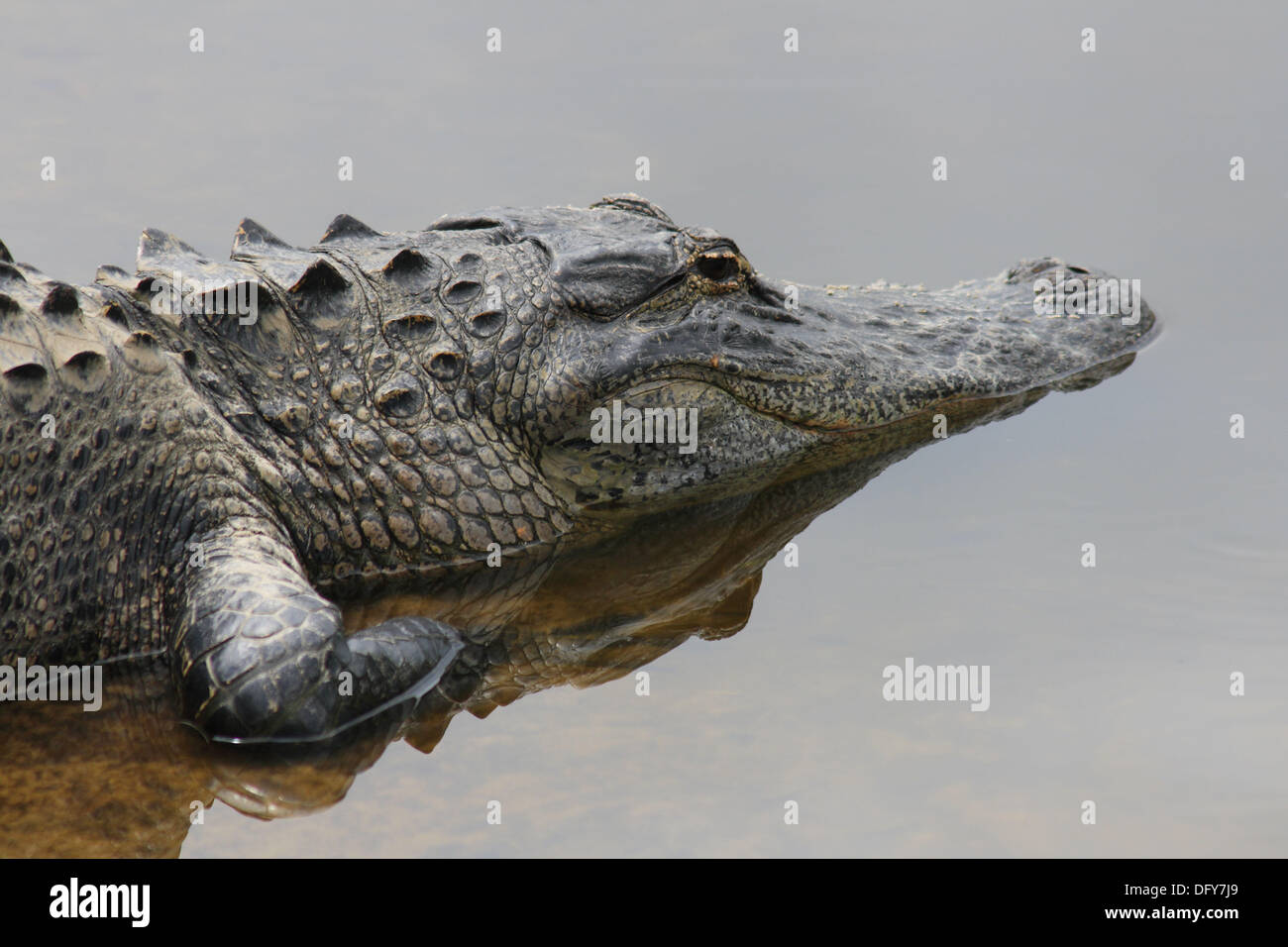 Alligatoridae Family High Resolution Stock Photography and Images - Alamy