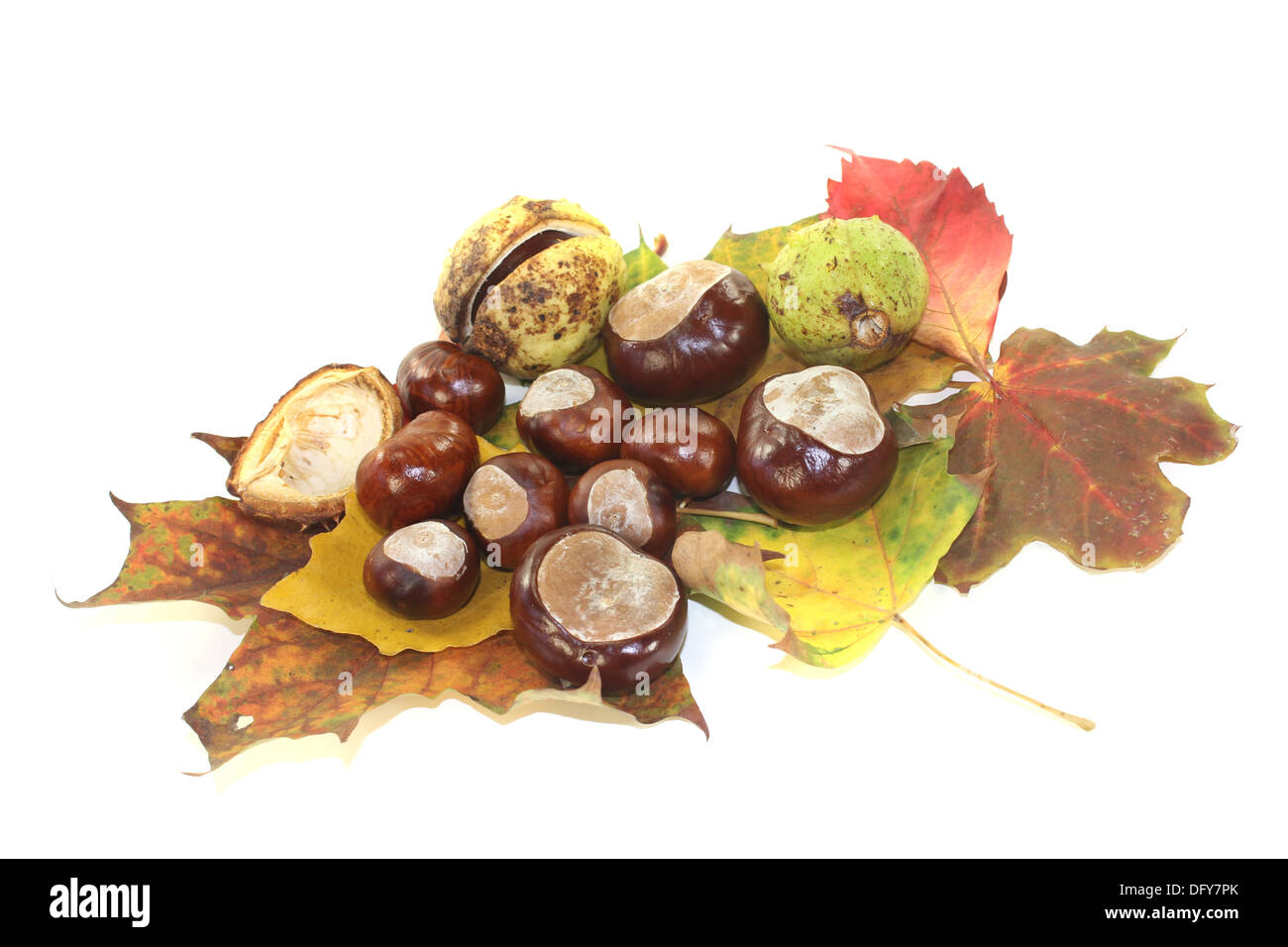 horse chestnuts with autumn leaves on a light background Stock Photo ...