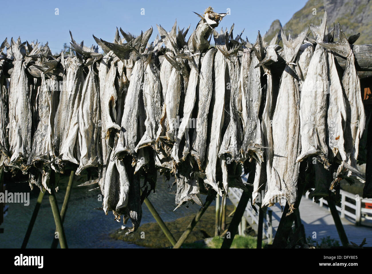 Lofoten cod fish fishing catch hi-res stock photography and images - Alamy