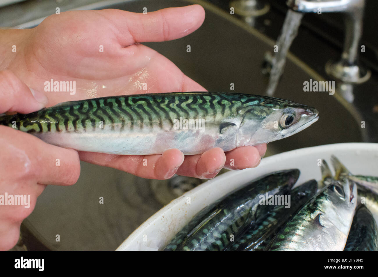 Cleaned bones hi-res stock photography and images - Alamy