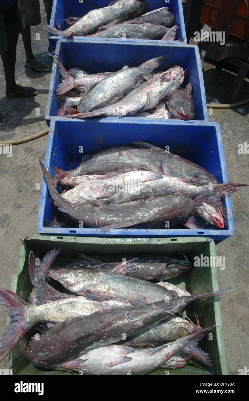 India goa fishing harbour hi-res stock photography and images - Alamy
