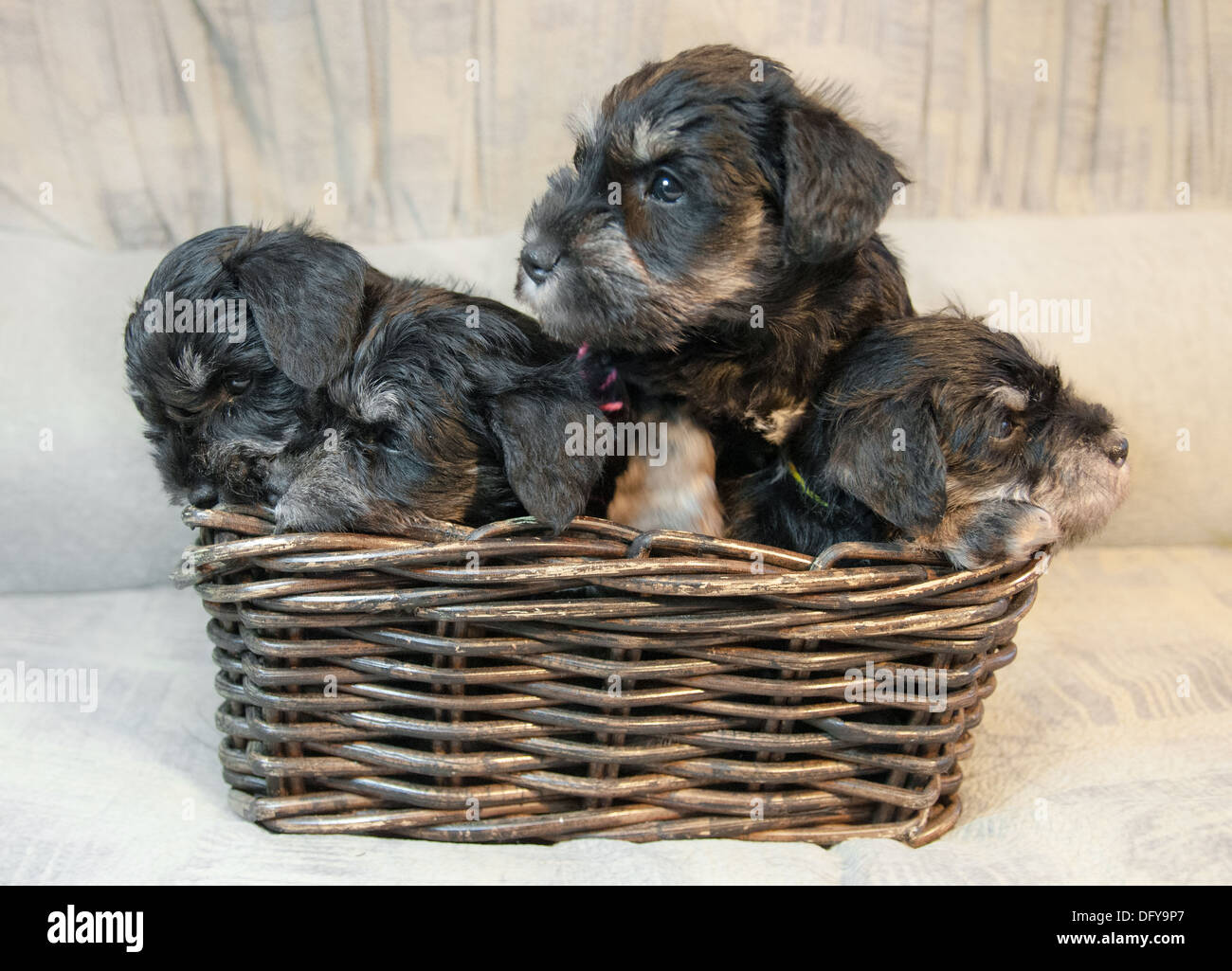 Miniature schnauzer sitting hi-res stock photography and images - Alamy