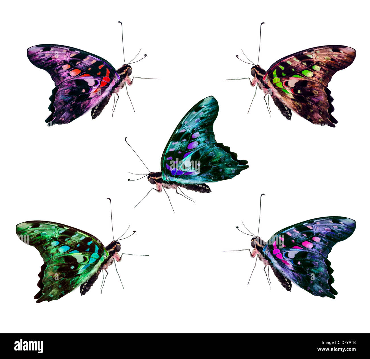 Butterfly isolated collage Stock Photo - Alamy