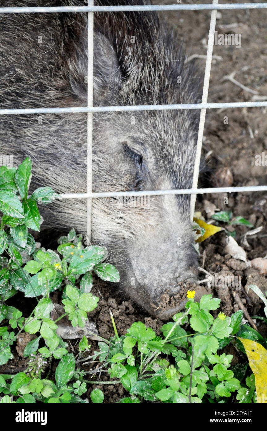 Okinawa pig hi-res stock photography and images - Alamy