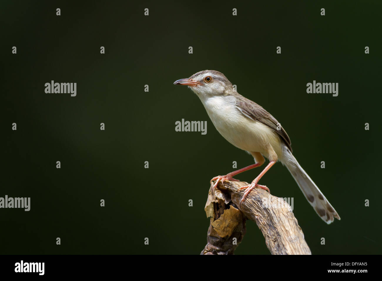Plain prinia nest hi-res stock photography and images - Alamy