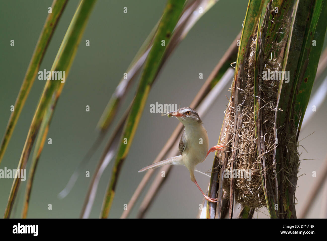 Prinia nest hi-res stock photography and images - Alamy