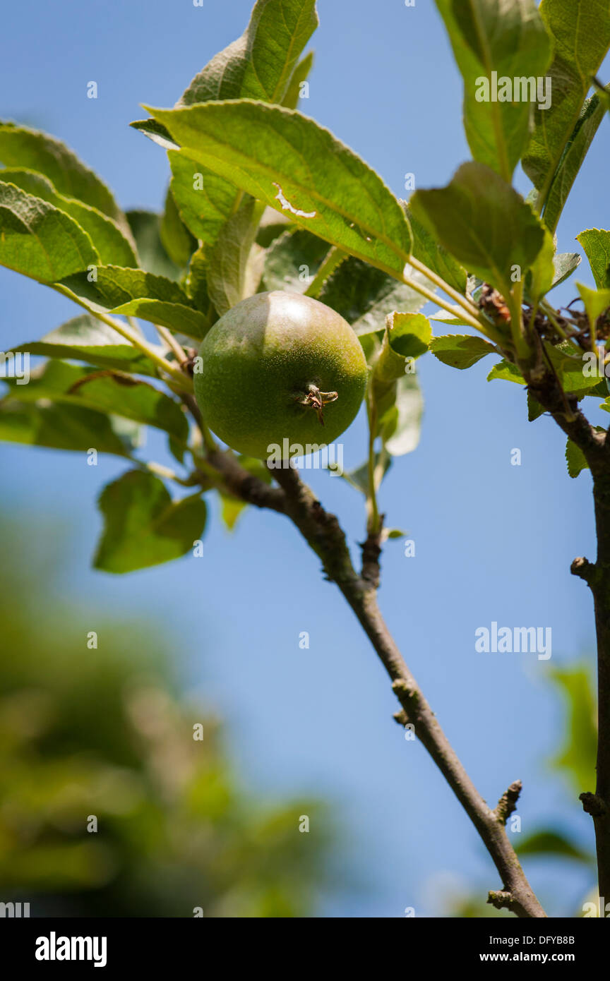 North West London suburban garden flora green unripe apple tree detail ...