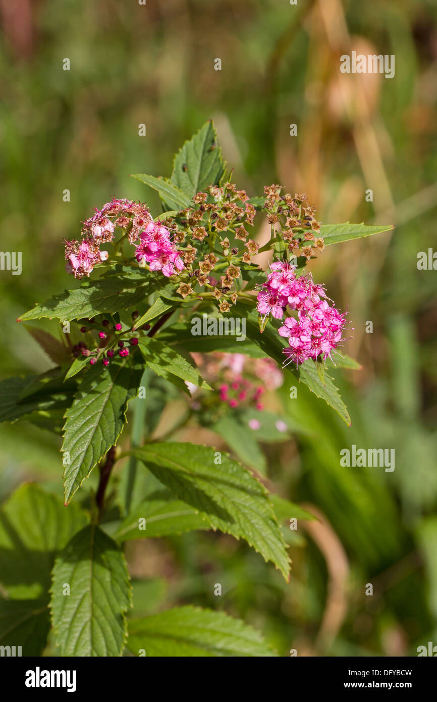 Rosaceous hi-res stock photography and images - Alamy
