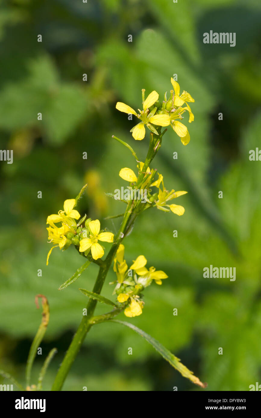 Cruciferae crucifer brassicaceae hi-res stock photography and images ...
