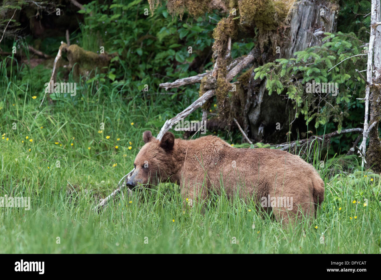 3 year old grizzly cub hi-res stock photography and images - Alamy