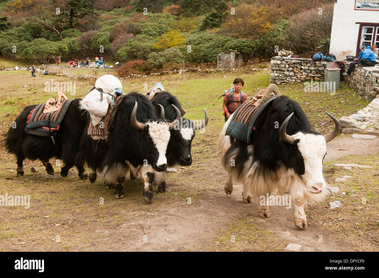 Yak carrying supplies himalayas hi-res stock photography and images - Alamy