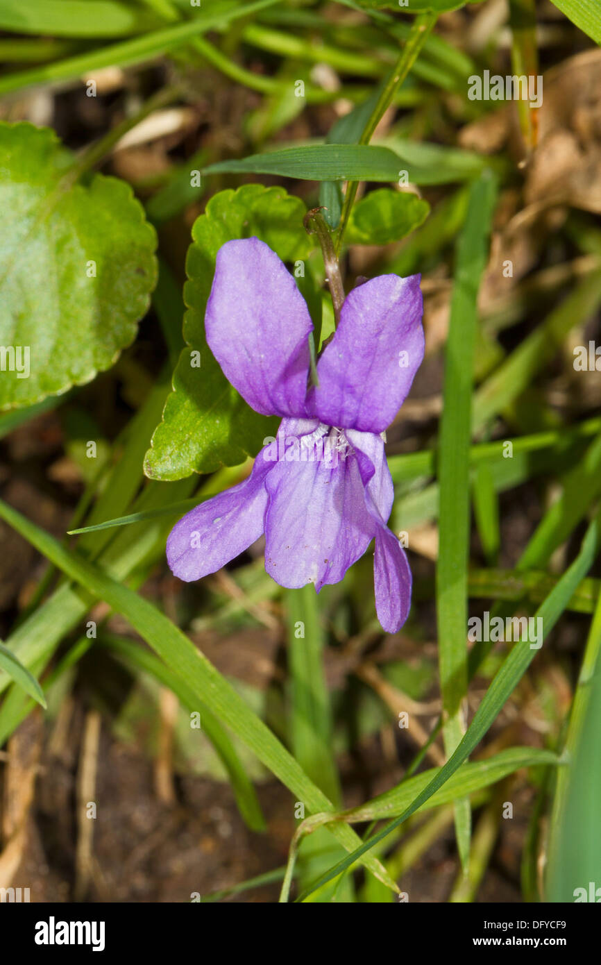Native violet hi-res stock photography and images - Alamy