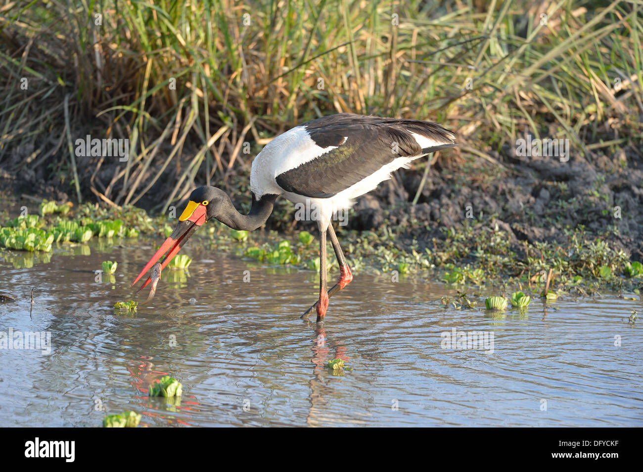 Saddle-billed stork - African jabiru - Saddlebill (Ephippiorhynchus ...